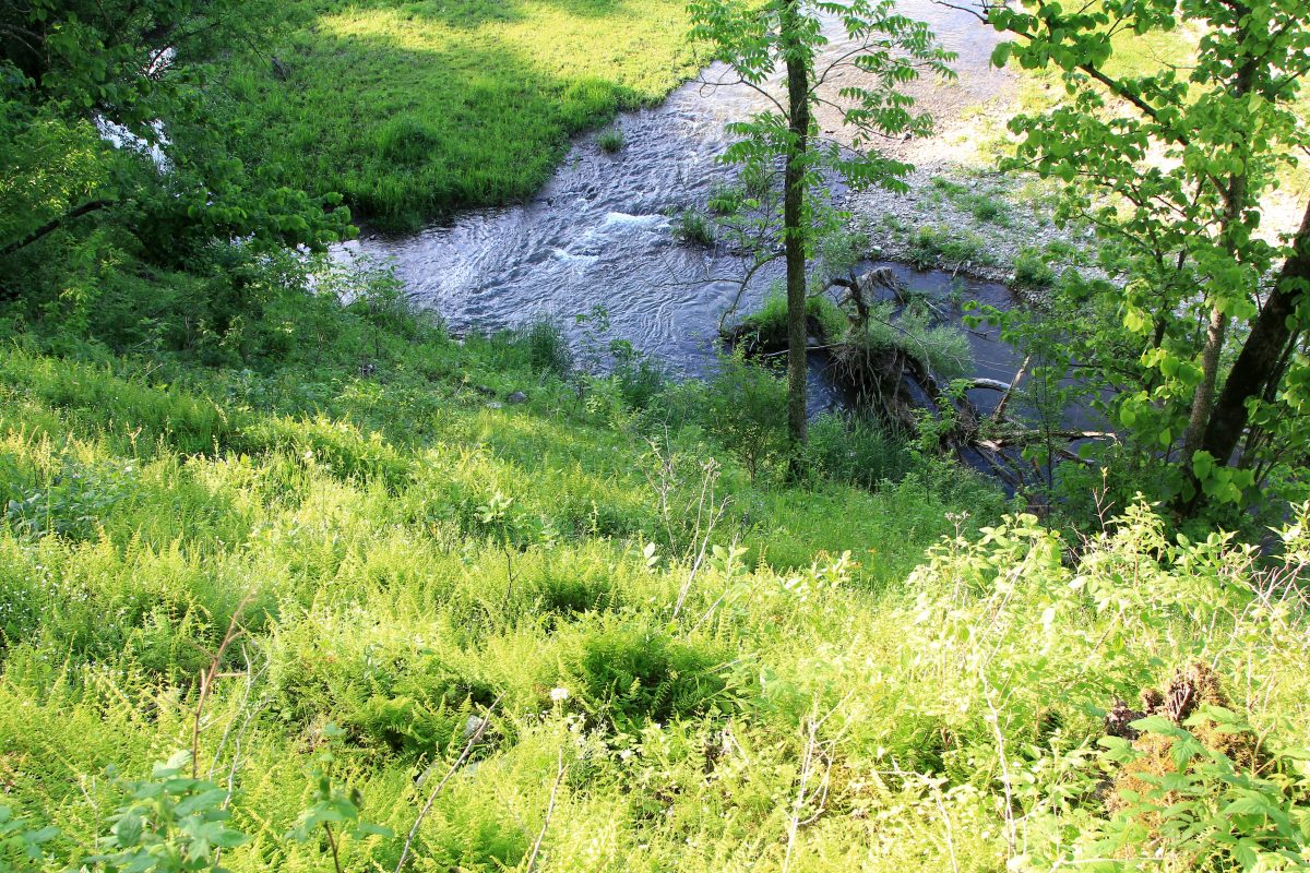 2.4 Unique Species and Ecosystems – Upper Iowa River