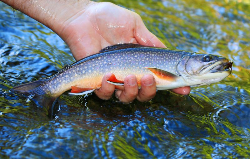 2.4 Unique Species and Ecosystems – Upper Iowa River