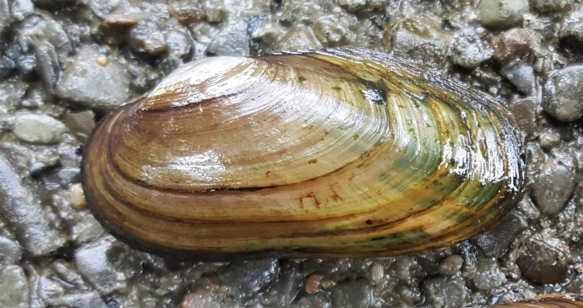 2.4 Unique Species and Ecosystems – Upper Iowa River