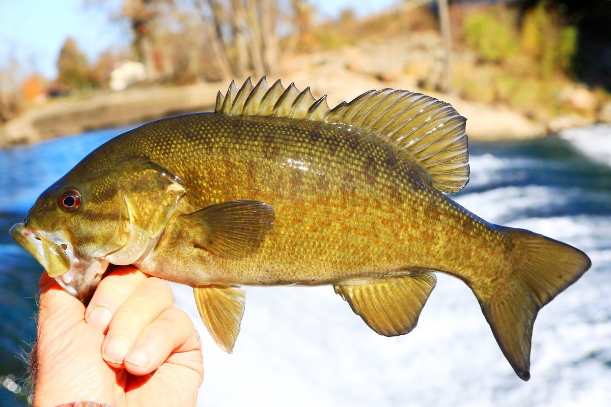 2.4 Unique Species and Ecosystems – Upper Iowa River